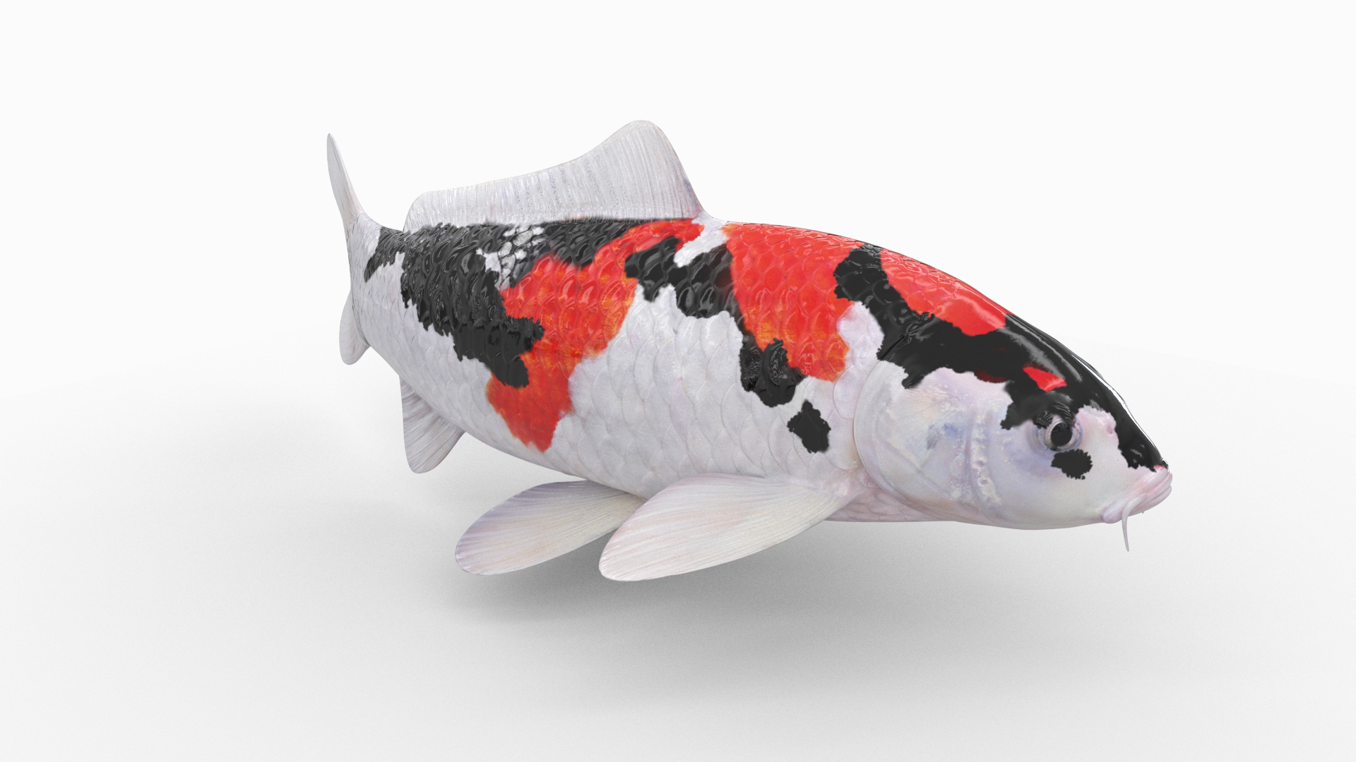 6 Koi Fish Pack Animated 3D Model - TurboSquid 1986778