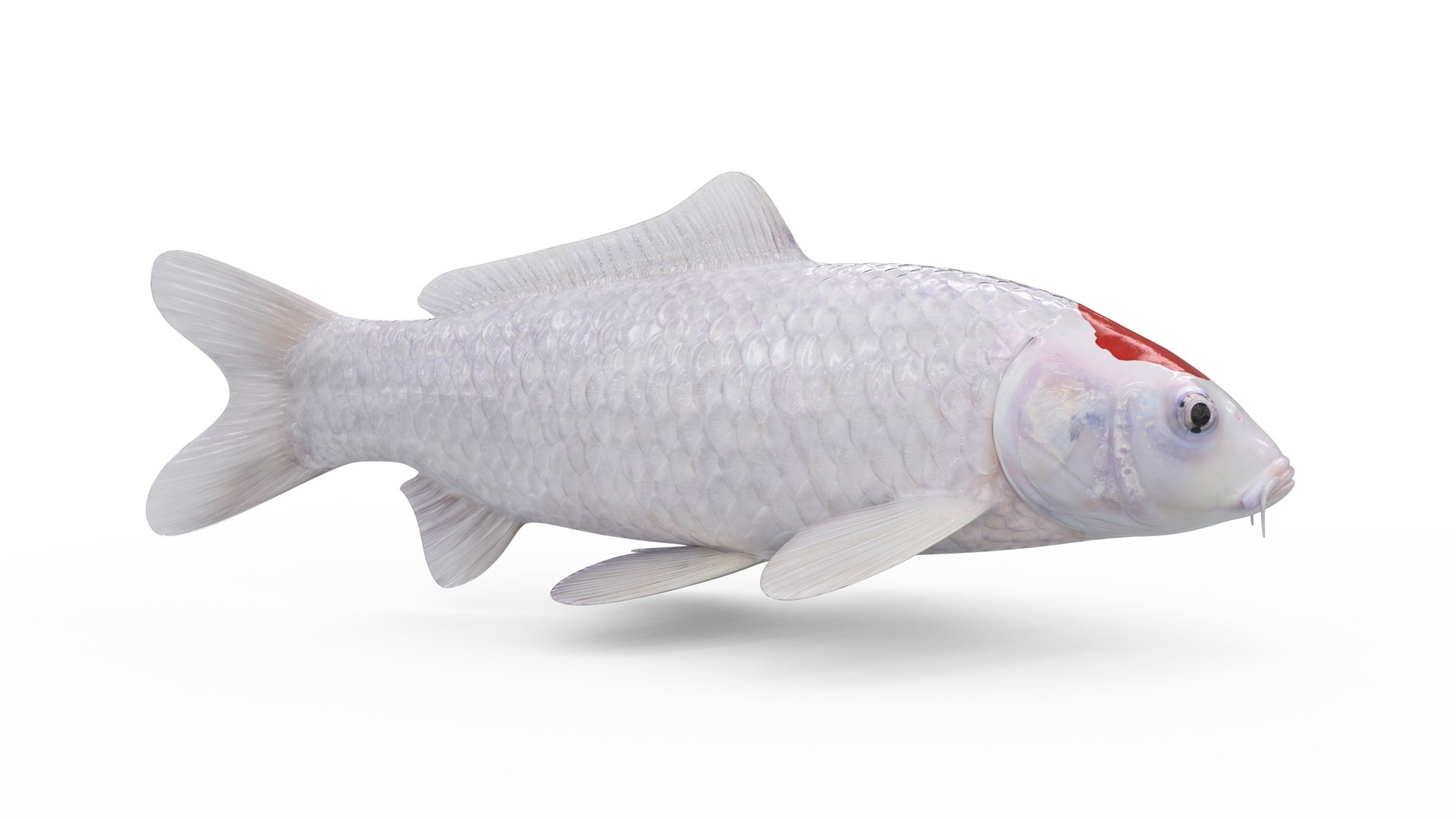 6 Koi Fish Pack Animated 3D Model - TurboSquid 1986778