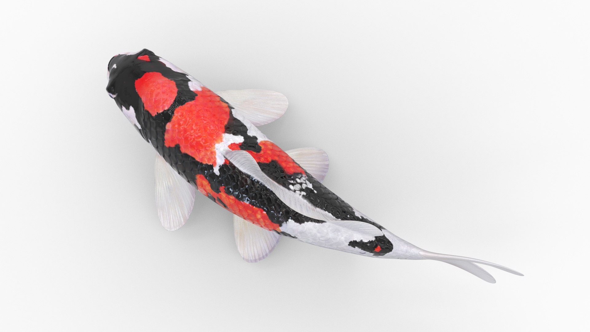 6 Koi Fish Pack Animated 3D Model - TurboSquid 1986778