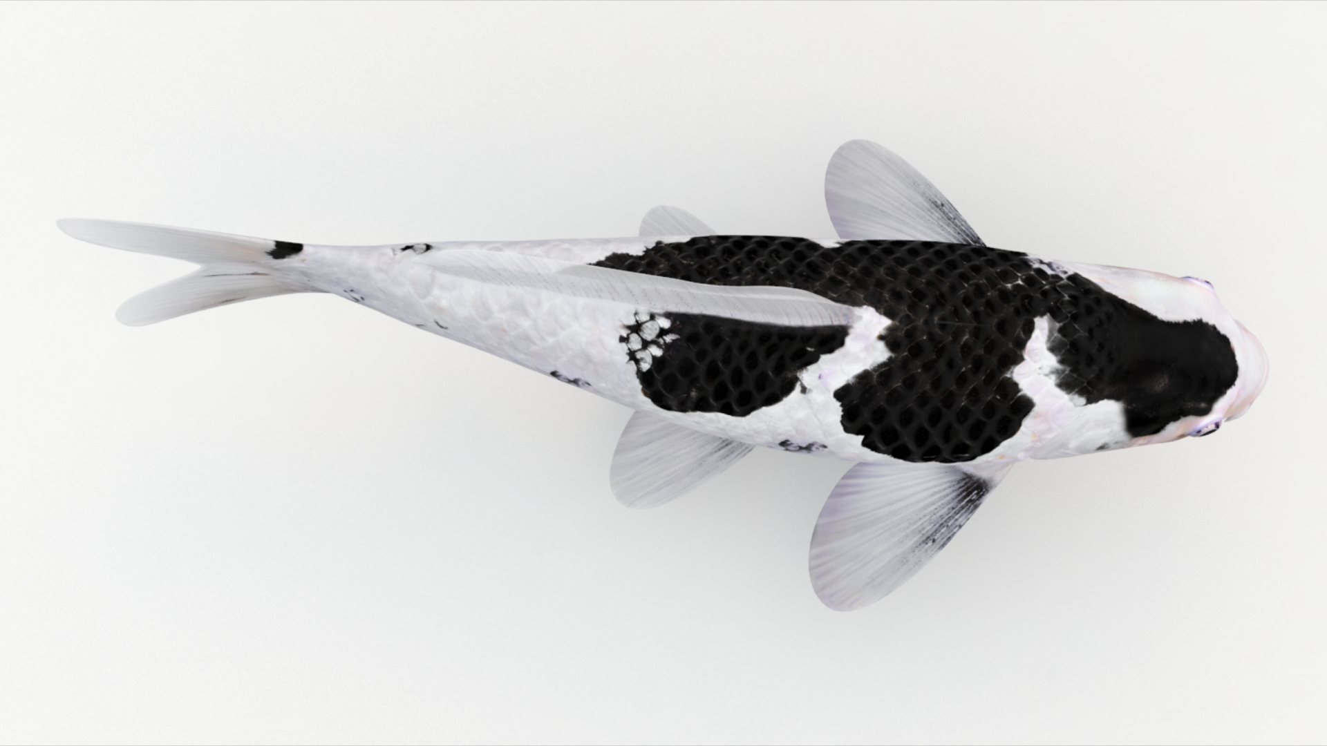 6 Koi Fish Pack Animated 3D Model - TurboSquid 1986778