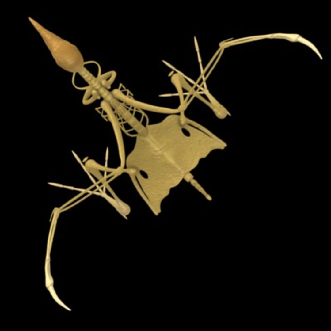 Realistic Bird Skeleton 3d Model