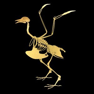 Download Free & Premium Bird Skeleton 3D Models | TurboSquid