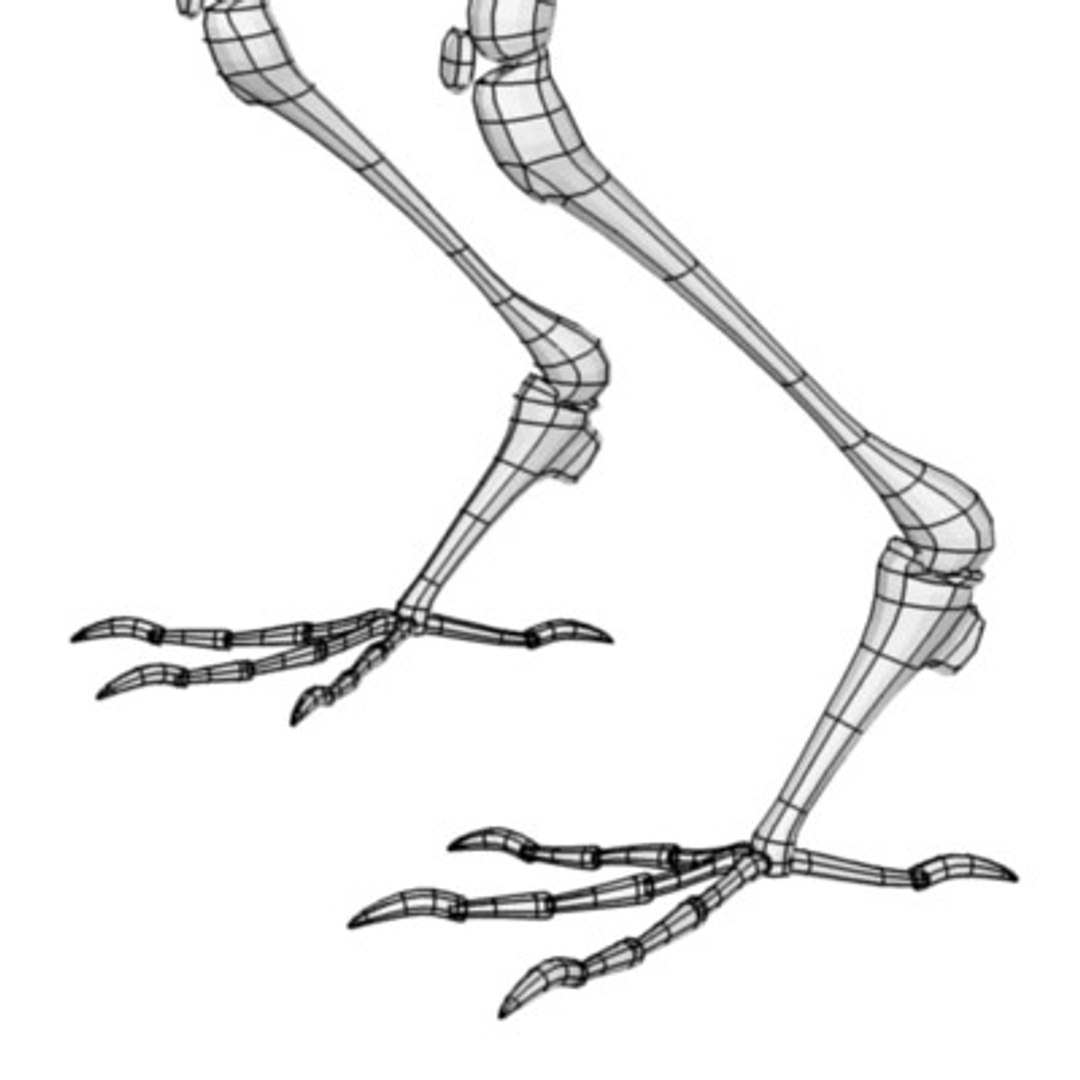 Realistic Bird Skeleton 3d Model