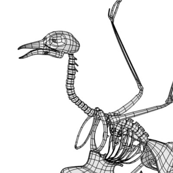 realistic bird skeleton 3d model