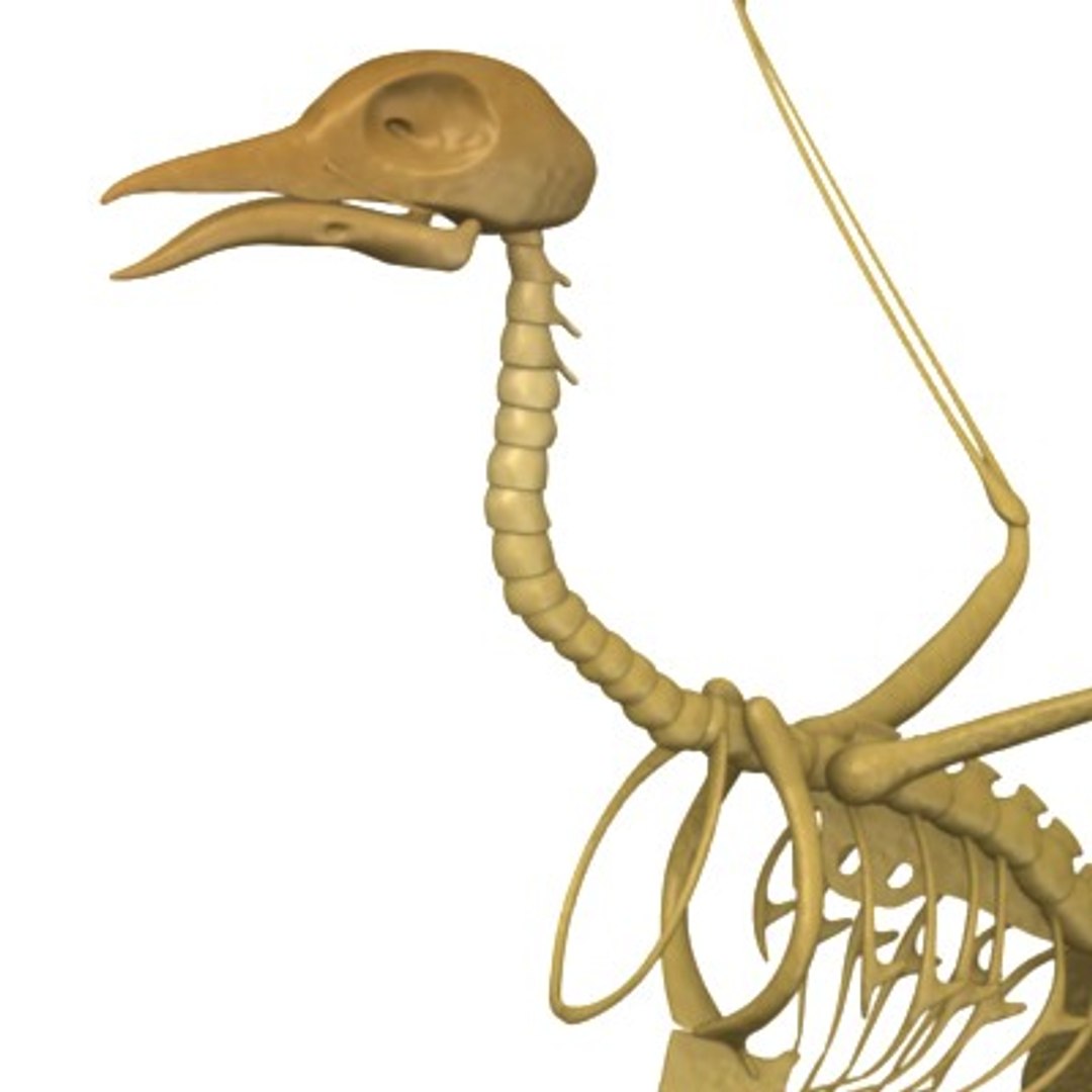 Realistic Bird Skeleton 3d Model