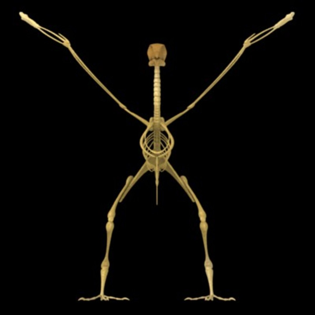 Realistic Bird Skeleton 3d Model