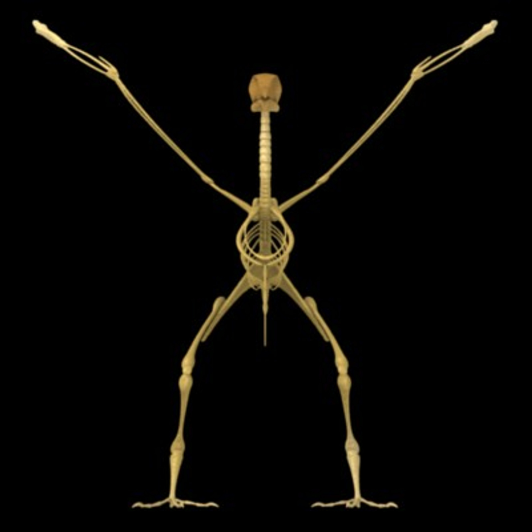 realistic bird skeleton 3d model