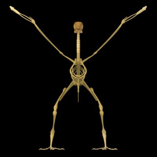 realistic bird skeleton 3d model