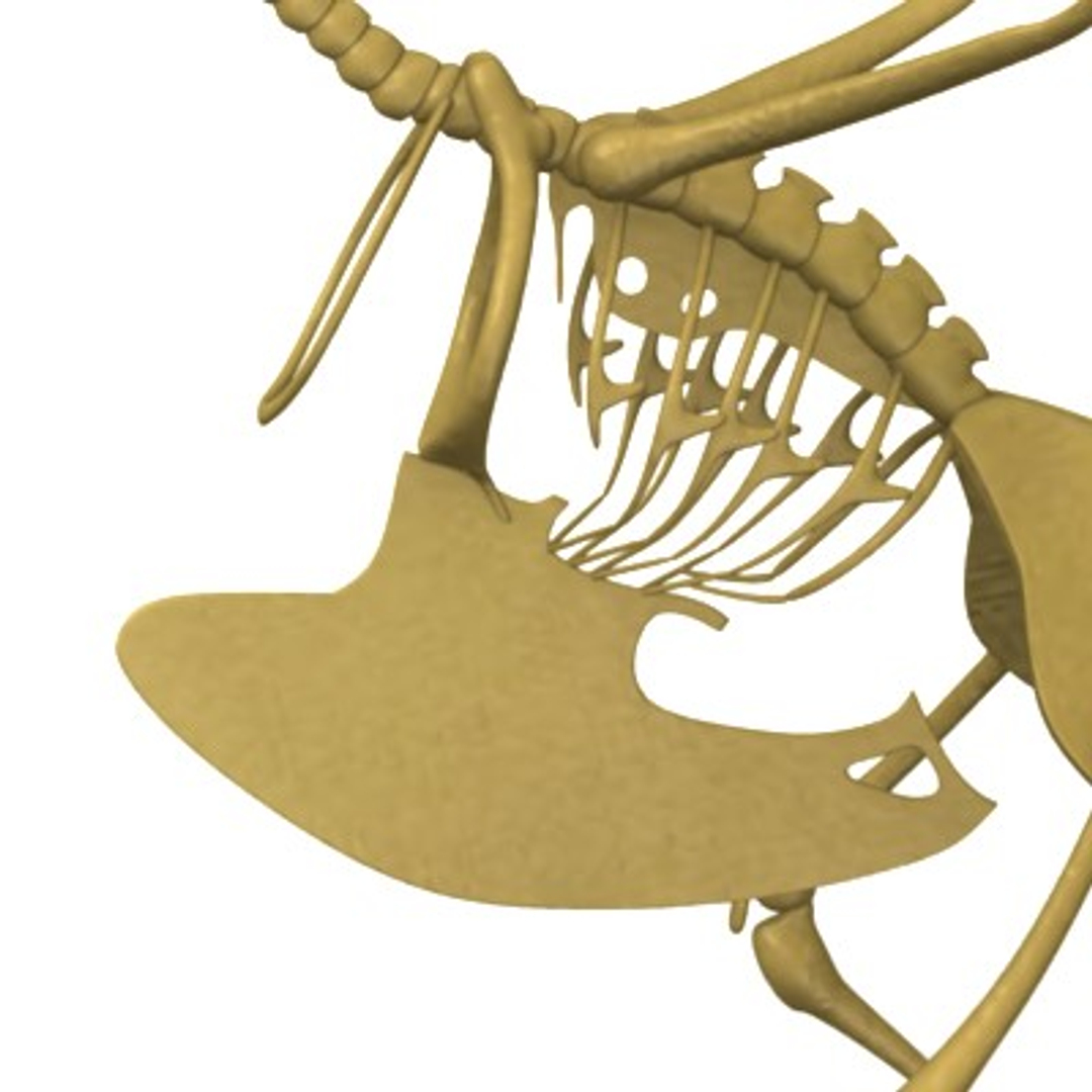 realistic bird skeleton 3d model