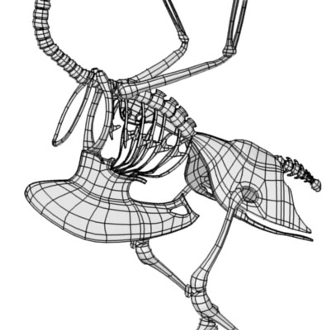 Realistic Bird Skeleton 3d Model