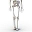 Human Male Skeleton Rigged 3d Model