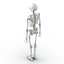 Human Male Skeleton Rigged 3d Model