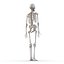 Human Male Skeleton Rigged 3d Model