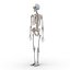 Human Male Skeleton Rigged 3d Model