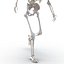 Human Male Skeleton Rigged 3d Model