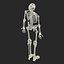 Human Male Skeleton Rigged 3d Model
