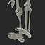 Human Male Skeleton Rigged 3d Model