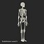Human Male Skeleton Rigged 3d Model
