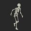 Human Male Skeleton Rigged 3d Model