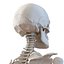 Human Male Skeleton Rigged 3d Model