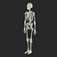 Human Male Skeleton Rigged 3d Model