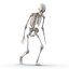 human male skeleton rigged 3d model