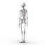 human male skeleton rigged 3d model