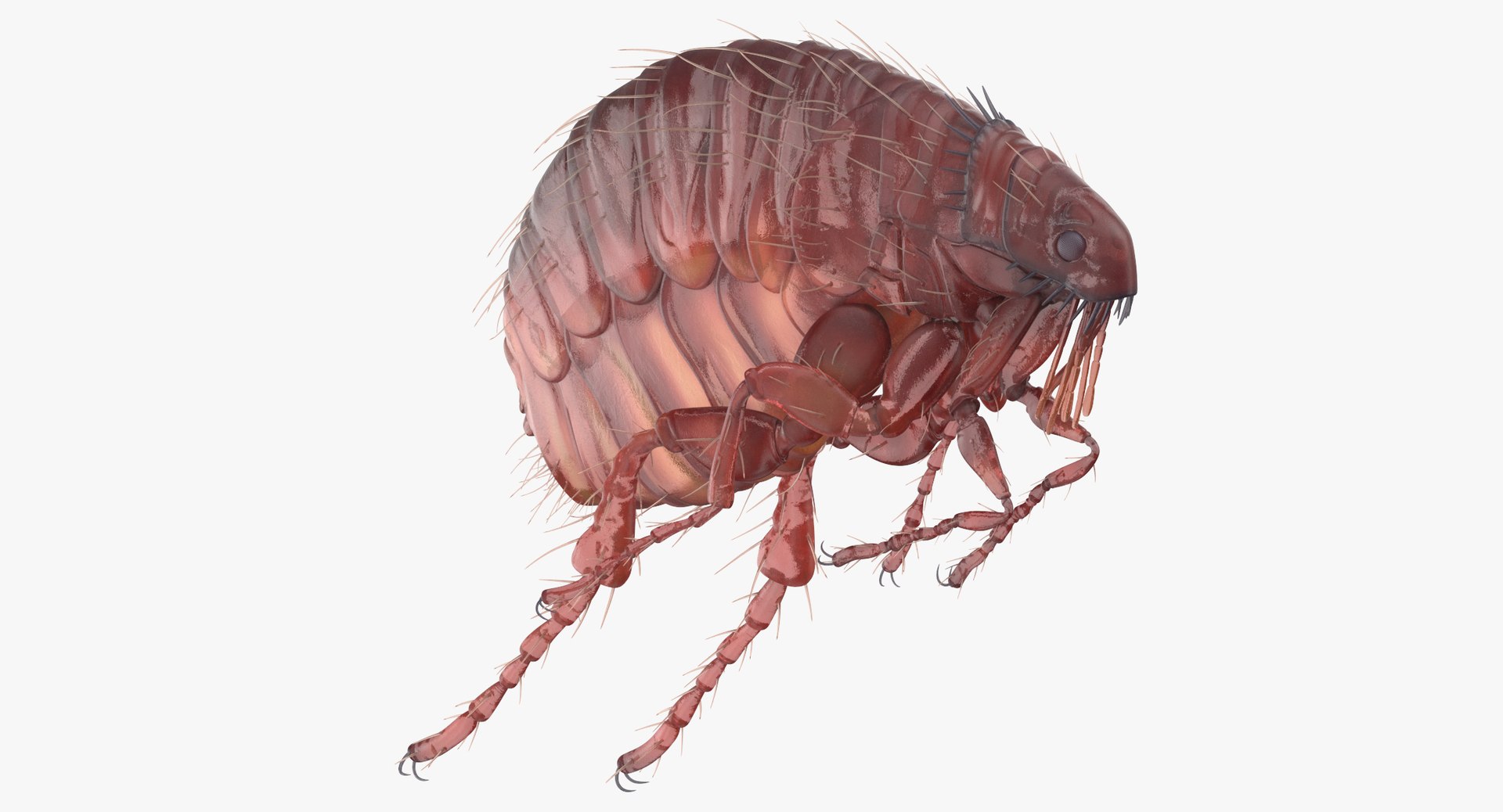 Flea Poses Model - TurboSquid 1399517