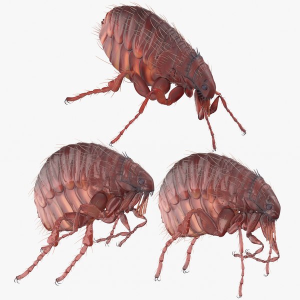 Flea 3D Models for Download | TurboSquid