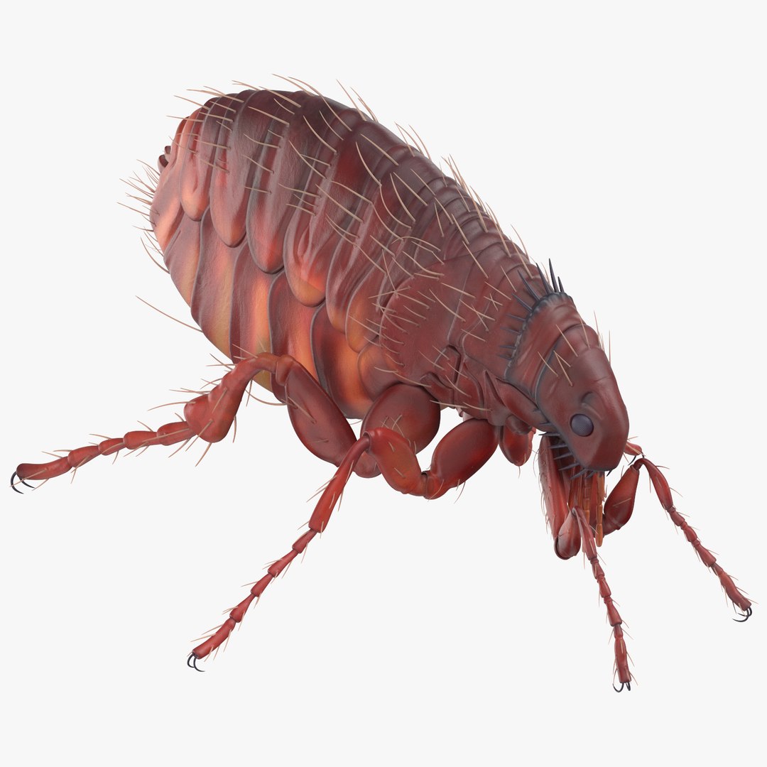 Flea Poses Model - TurboSquid 1399517