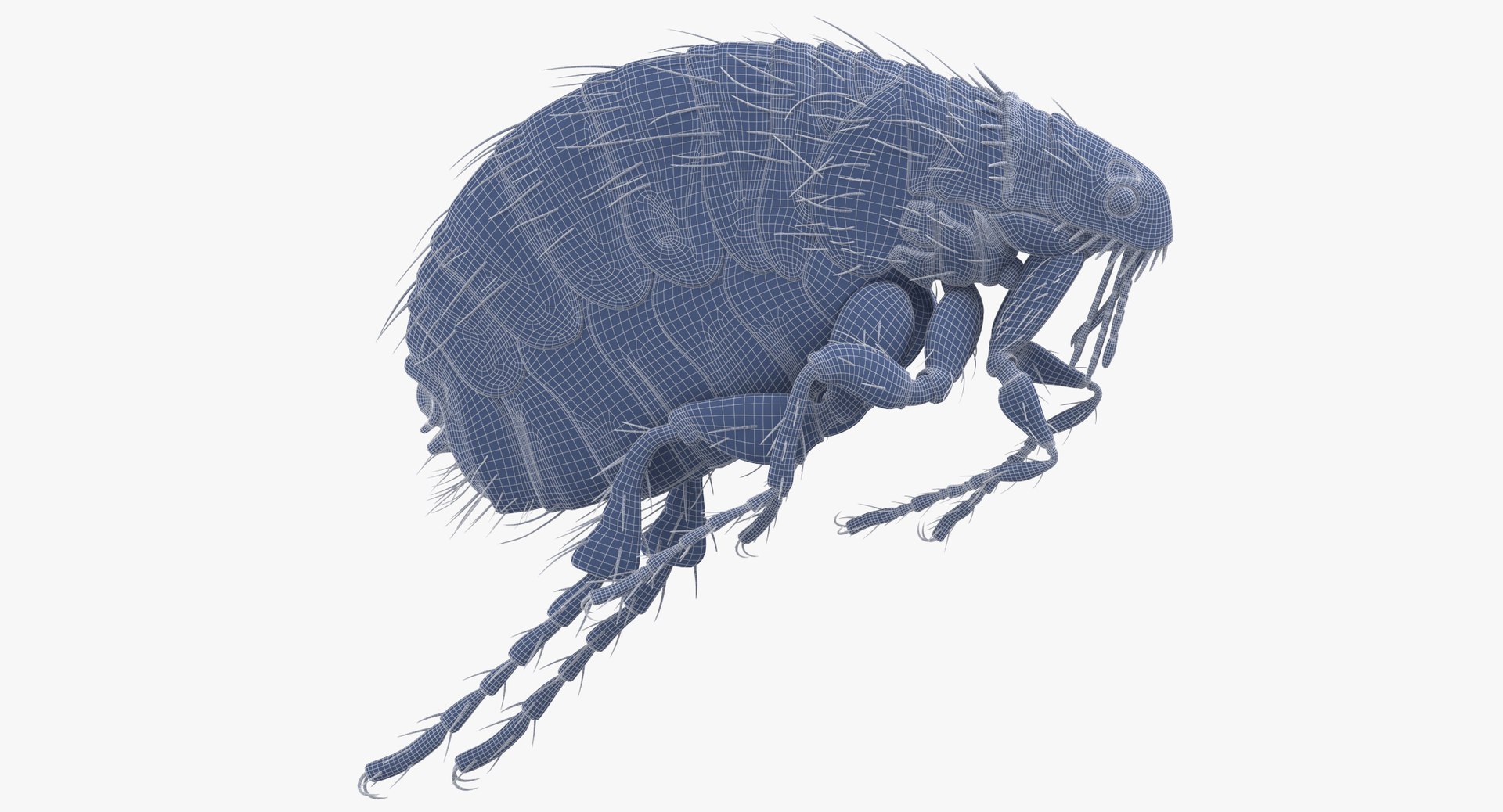 Flea Poses Model - TurboSquid 1399517