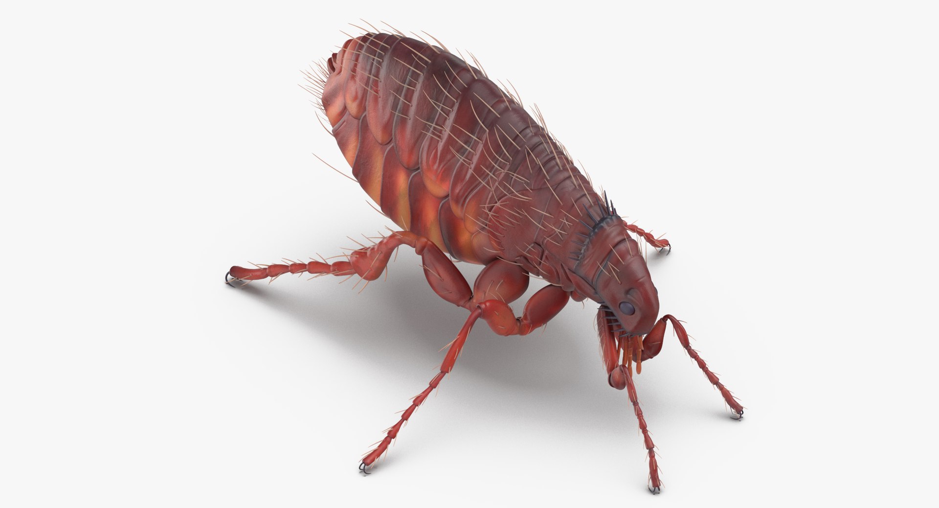 Flea Poses Model - TurboSquid 1399517