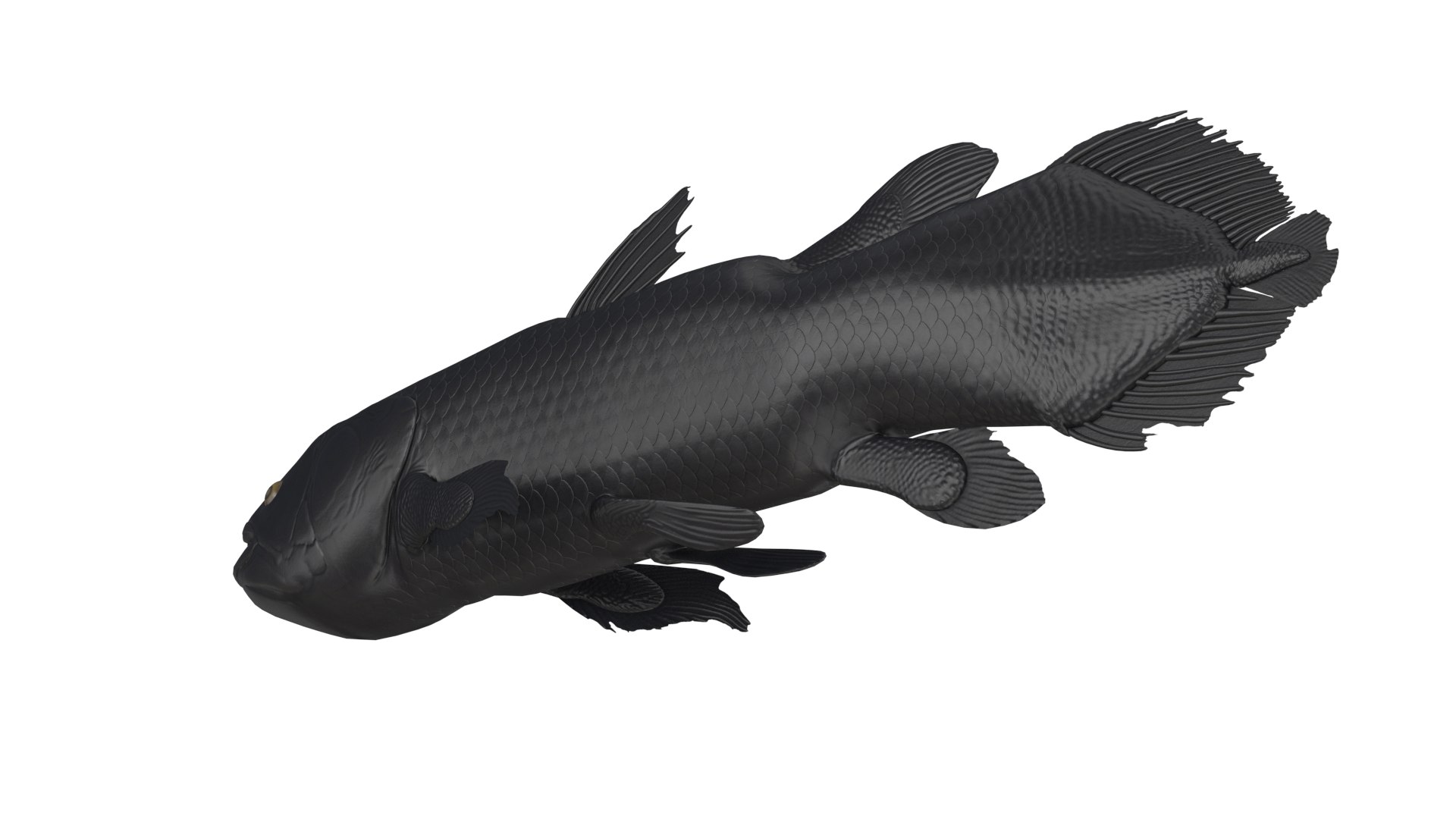 3D Coelacanth Pbr - TurboSquid 1463800
