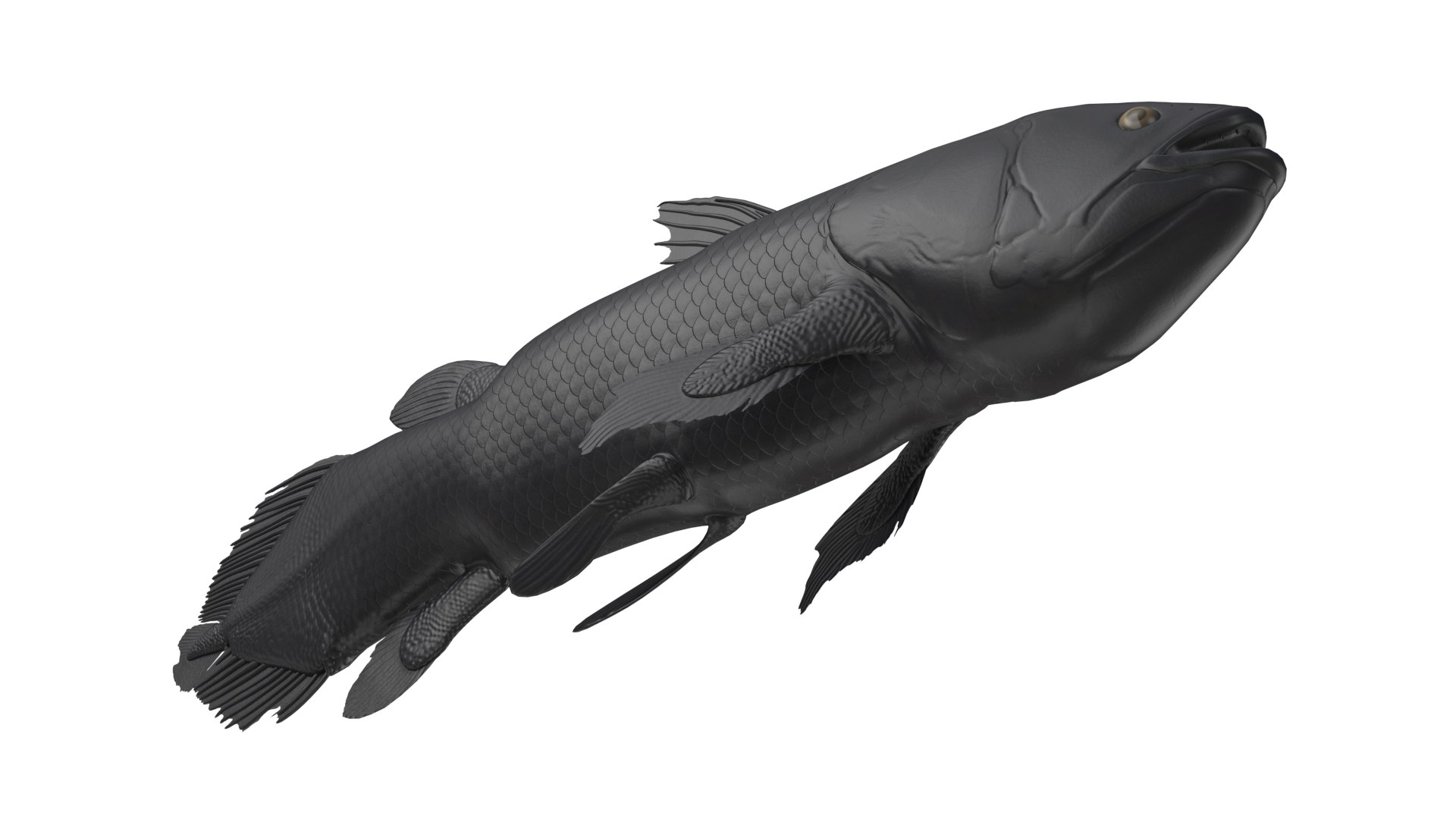 3D Coelacanth Pbr - TurboSquid 1463800