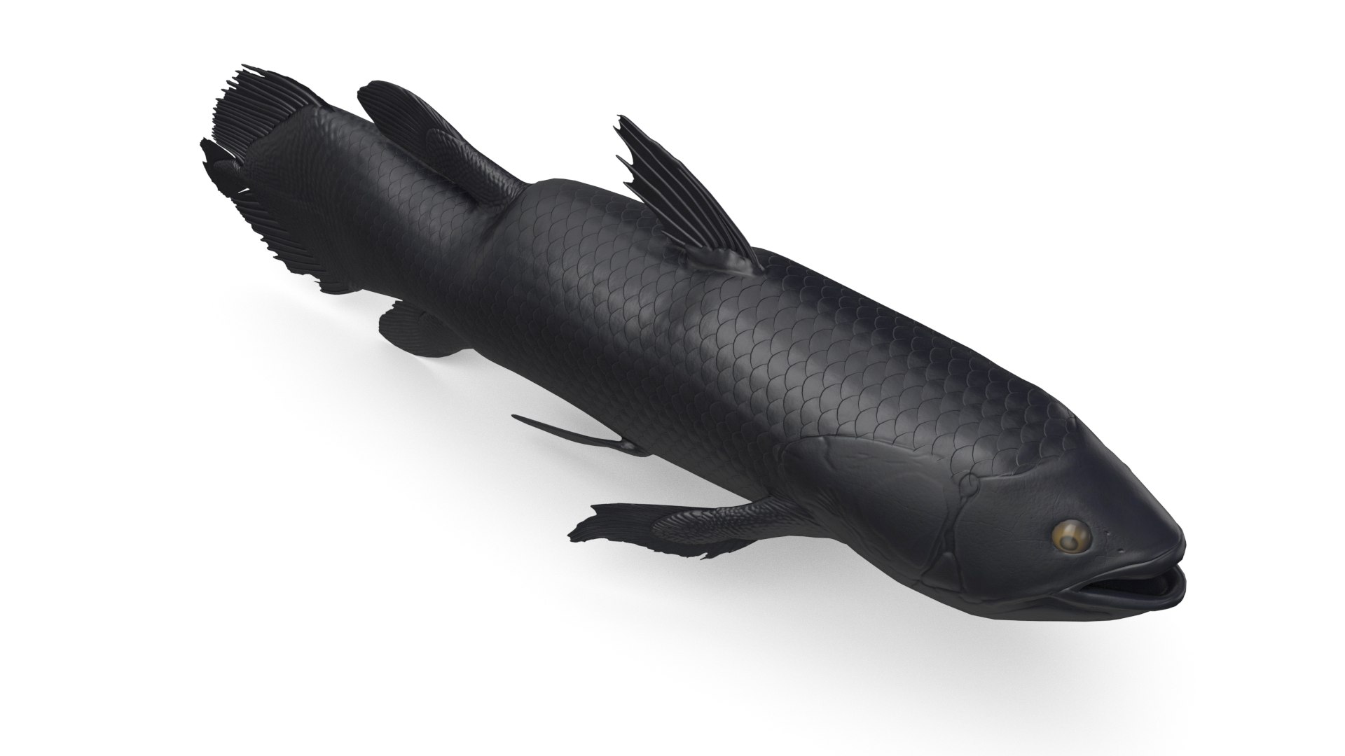 3D Coelacanth Pbr - TurboSquid 1463800