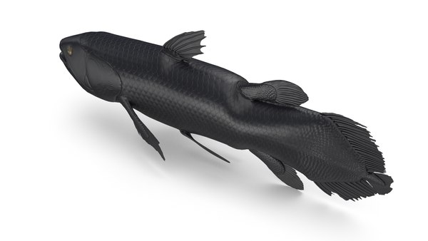 3D coelacanth pbr - TurboSquid 1463800