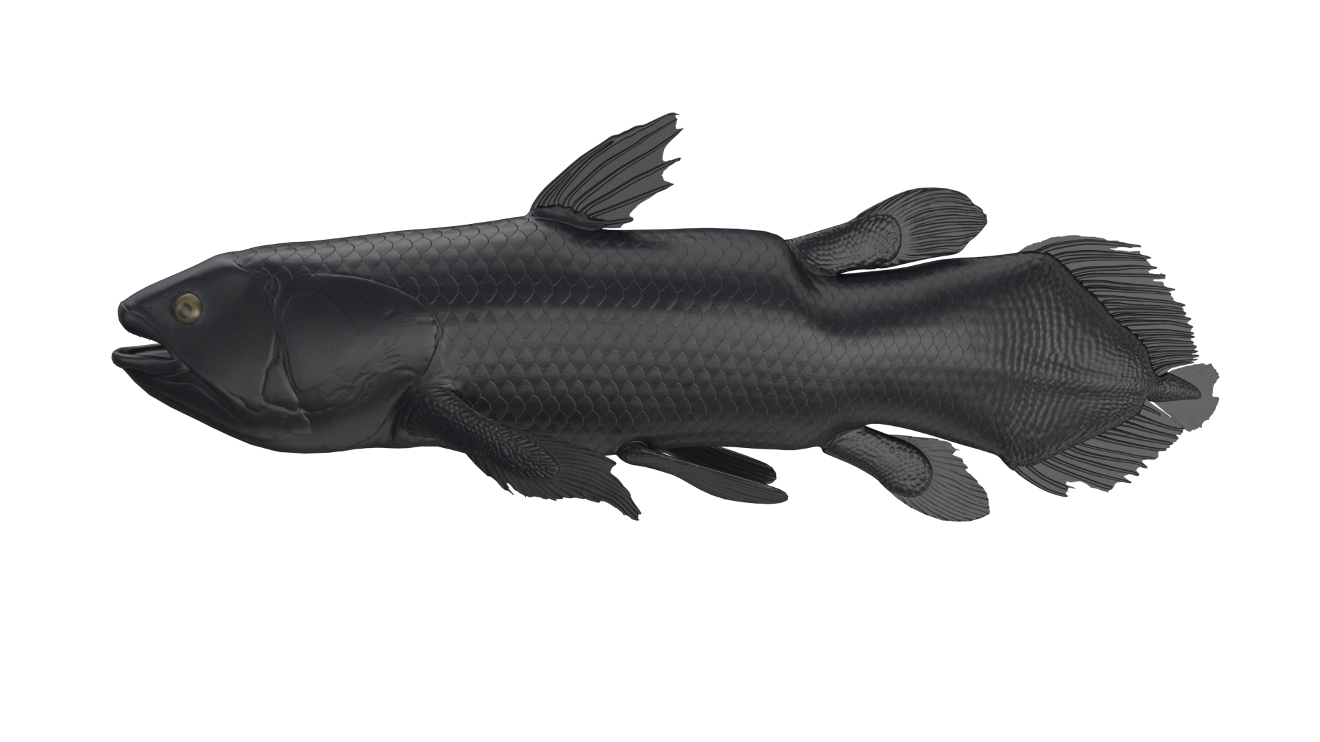 3D Coelacanth Pbr - TurboSquid 1463800