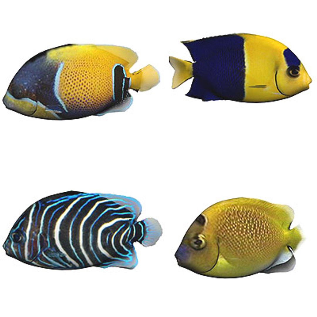 Oceanic Fishes 3d X