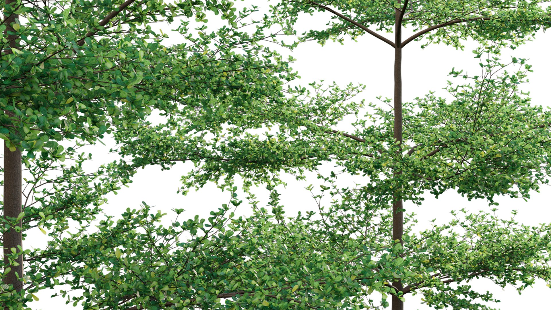 3D Terminalia Mantaly - TurboSquid 1778439