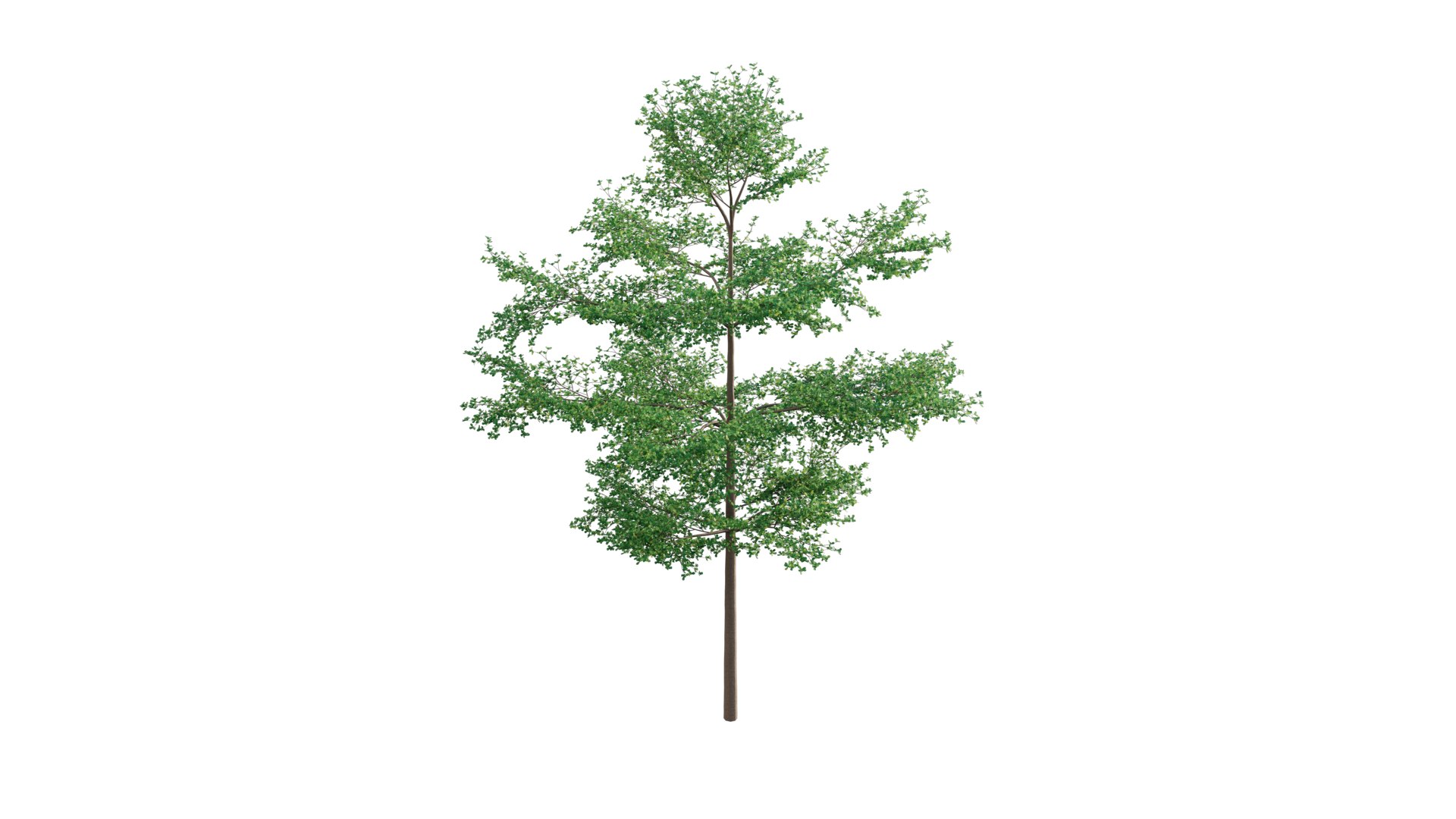 3D Terminalia Mantaly - TurboSquid 1778439