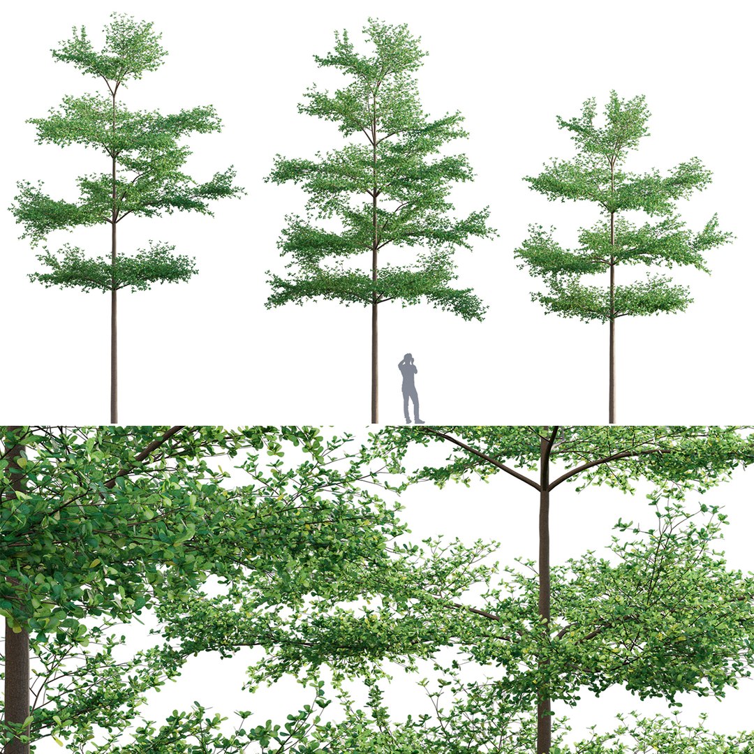 3D Terminalia Mantaly - TurboSquid 1778439