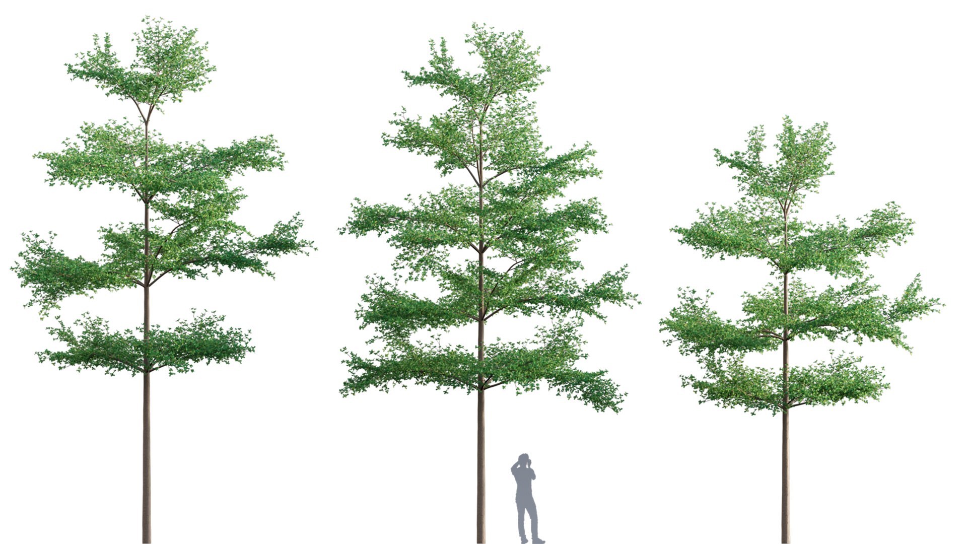 3D Terminalia Mantaly - TurboSquid 1778439