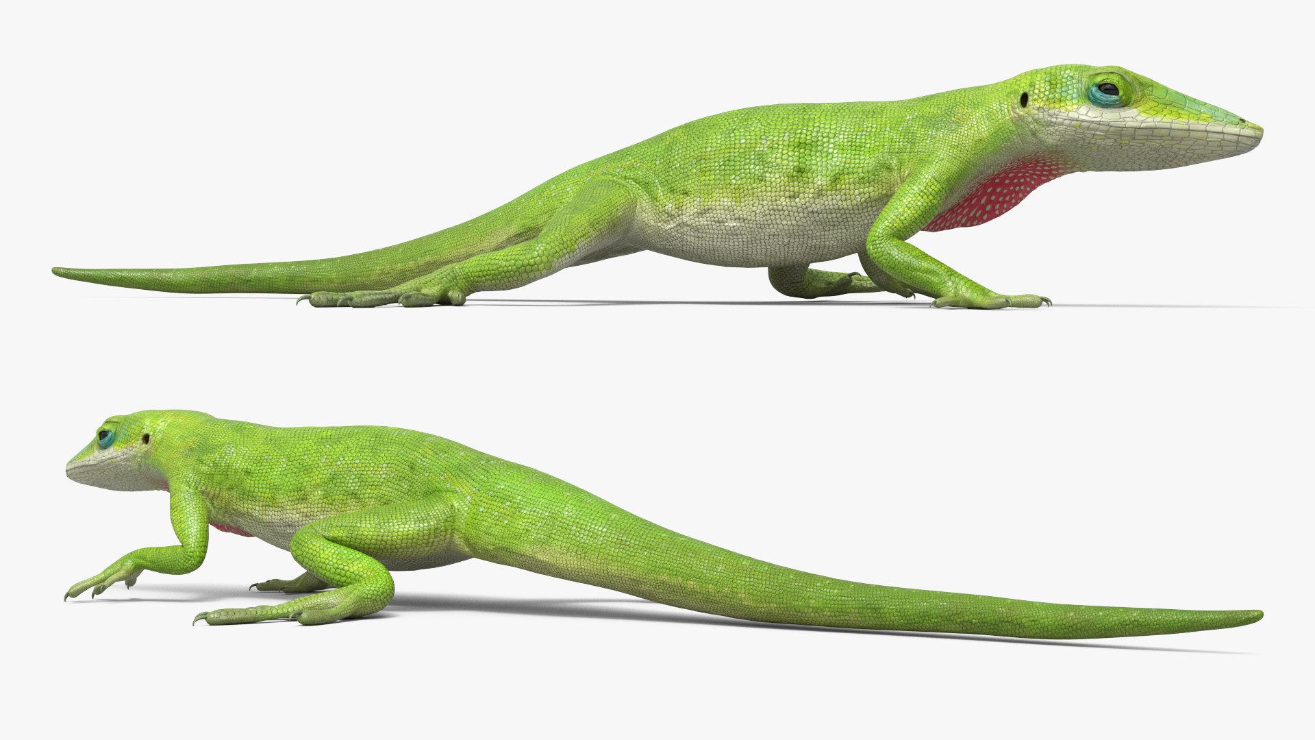 3D Model Green Anole Reptile Set Animated Rigged For Maya - TurboSquid ...