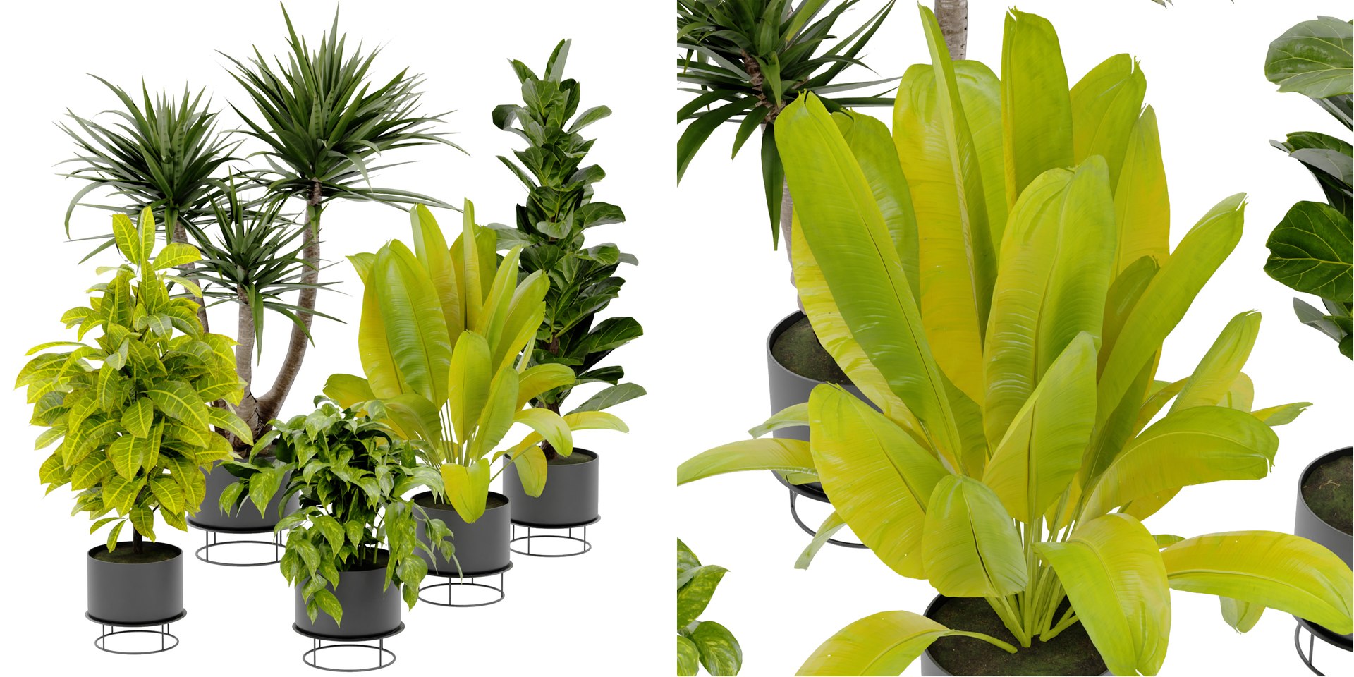 3D Collection Plant Vol 389 - Blender Model - TurboSquid 2095091