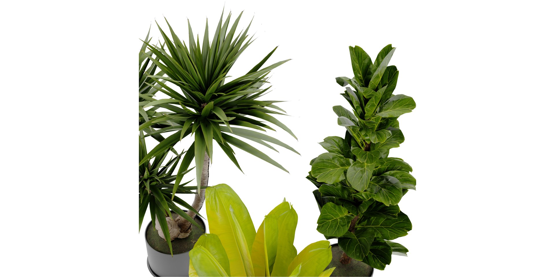 3D Collection Plant Vol 389 - Blender Model - TurboSquid 2095091