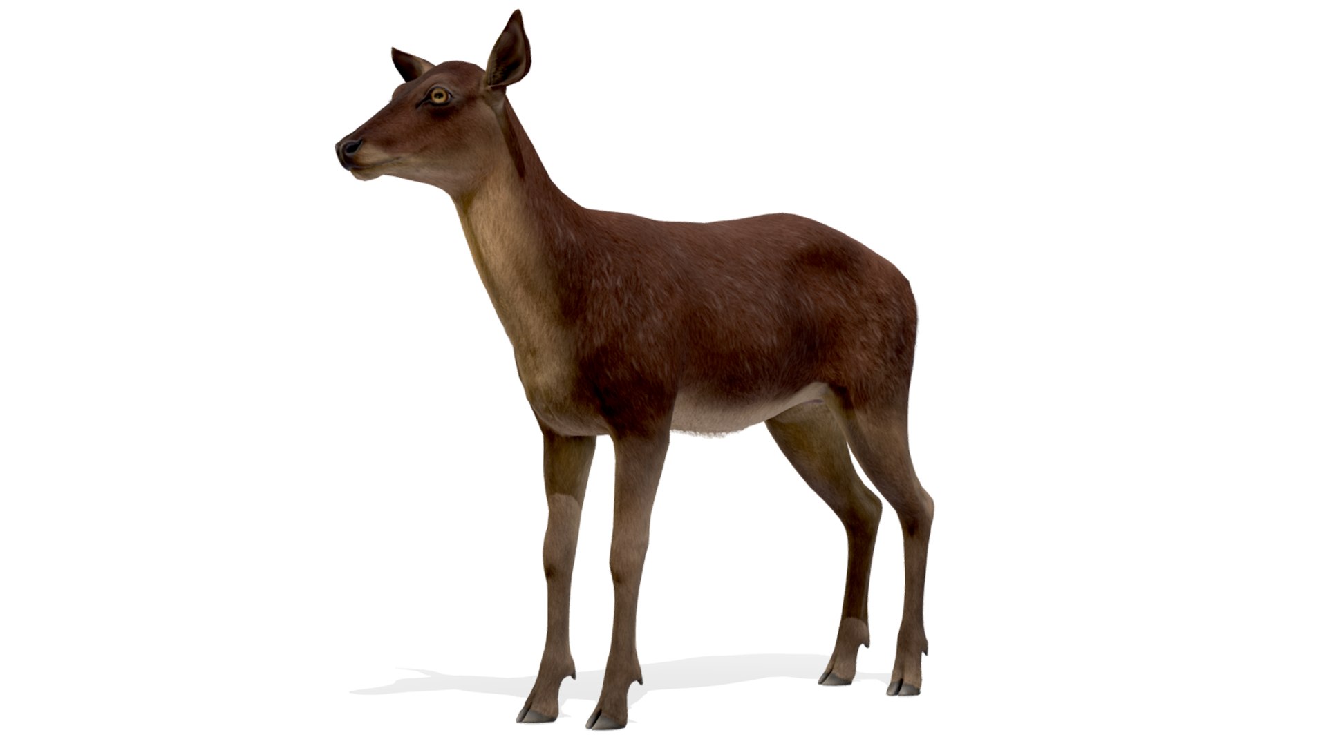 Red Deer Doe Model - TurboSquid 1979082
