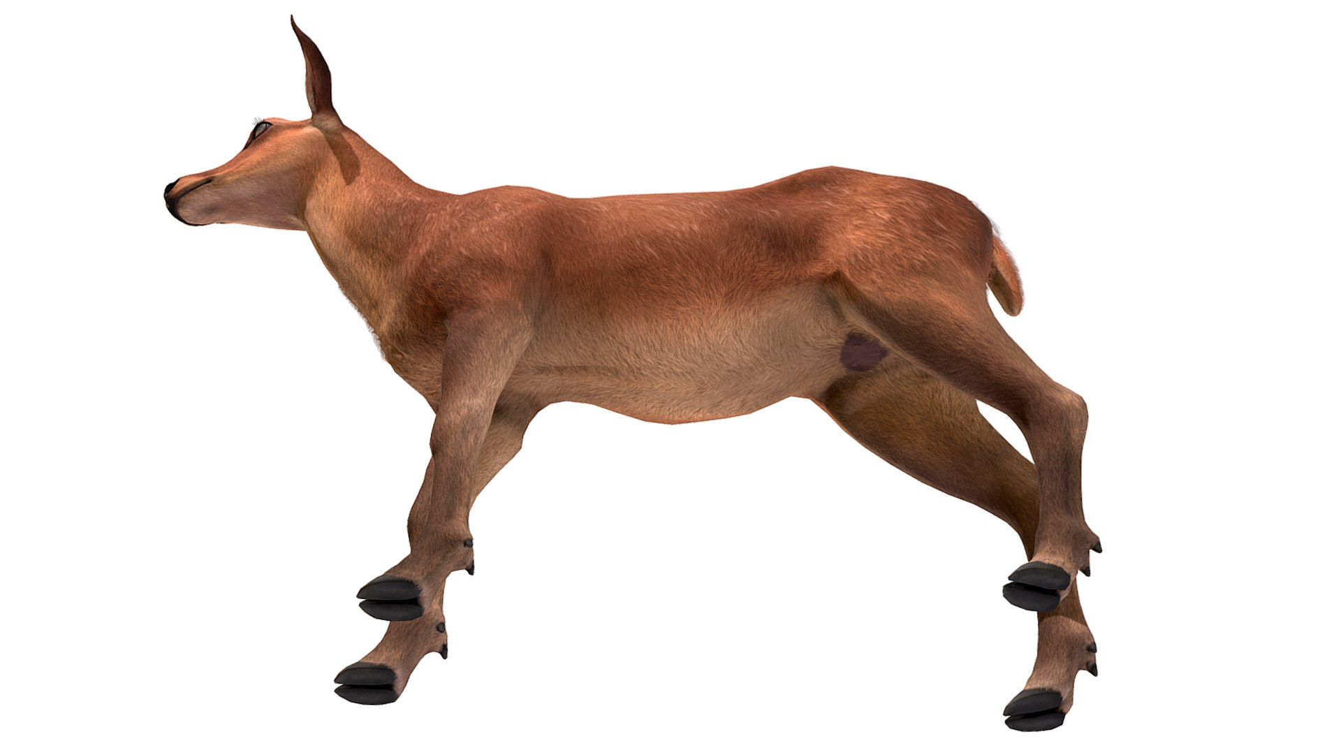 Red Deer Doe Model - TurboSquid 1979082