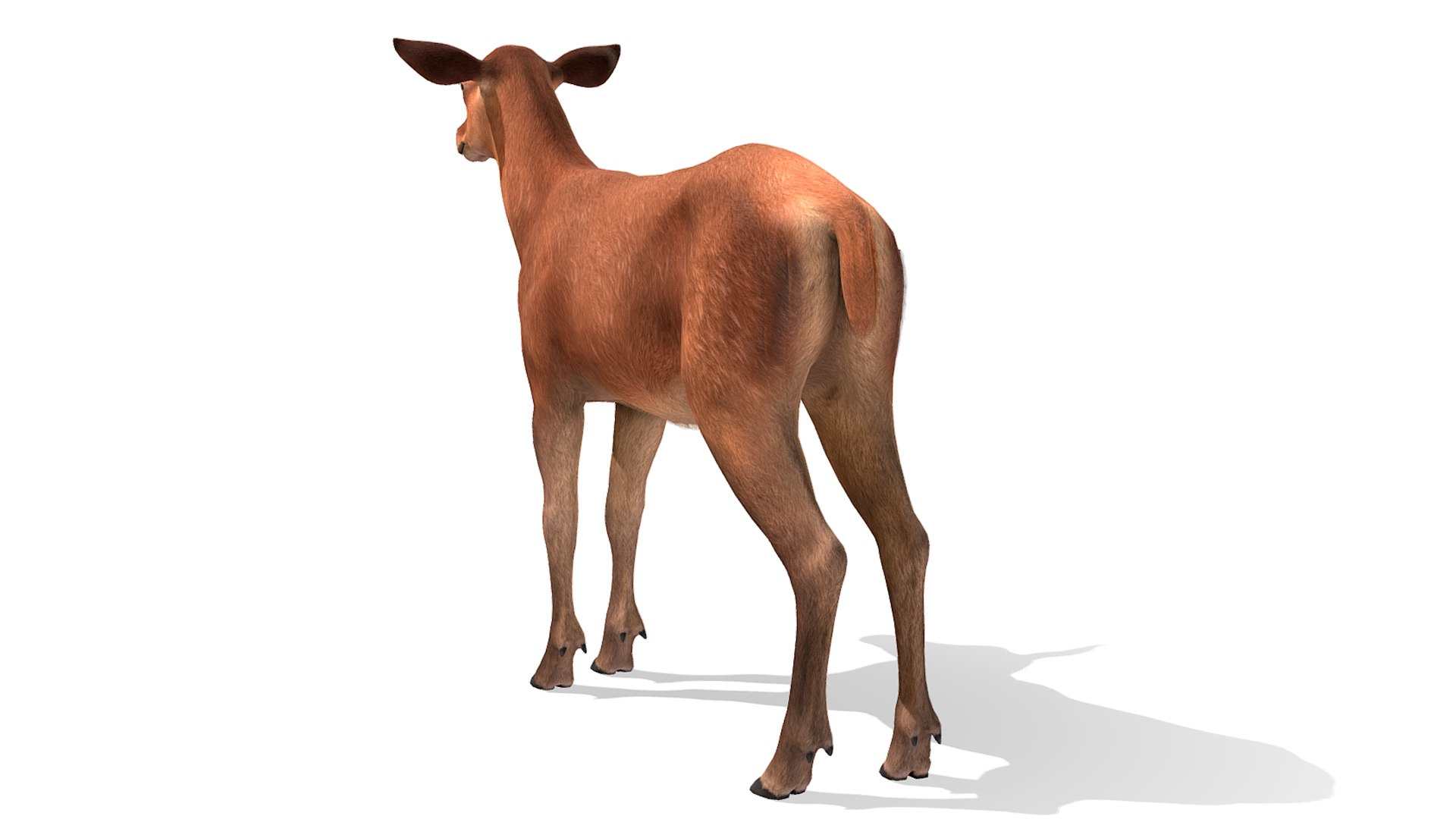 Red Deer Doe Model - TurboSquid 1979082