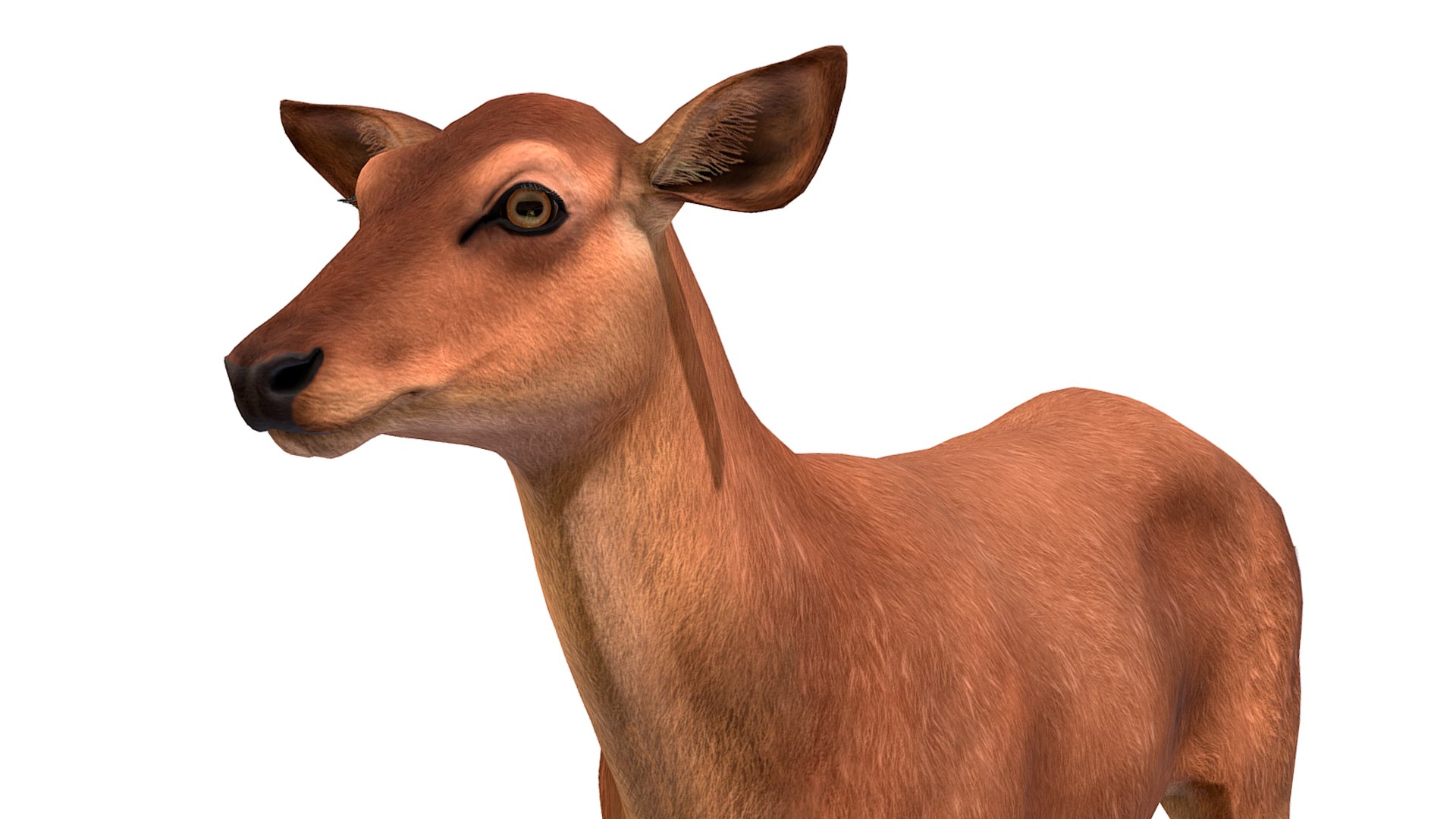 Red Deer Doe Model - TurboSquid 1979082