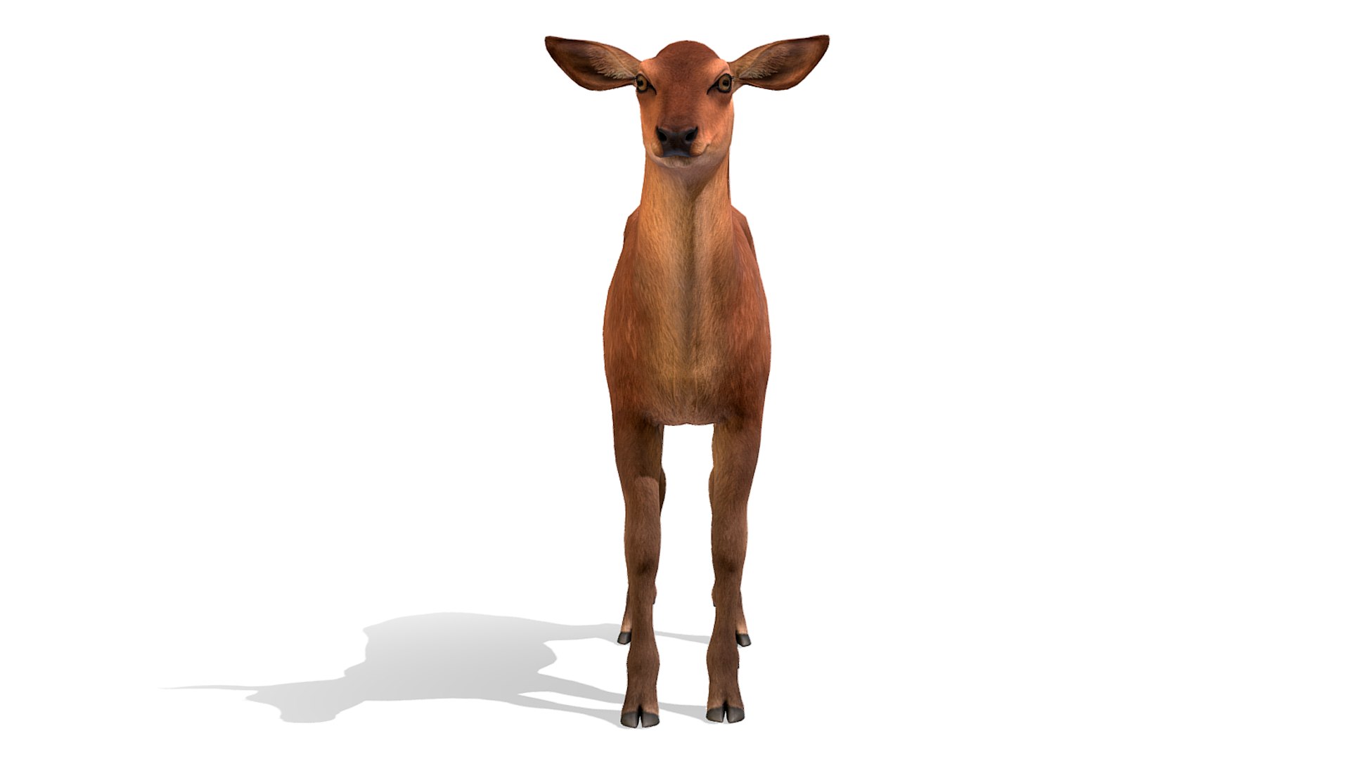 Red Deer Doe Model - TurboSquid 1979082